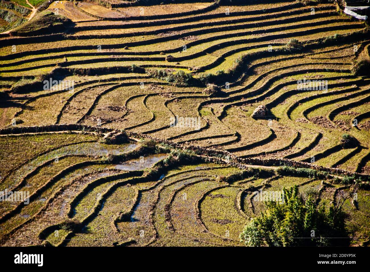 Harvested and terraced rice field near Sa Pa vietnam Stock Photo - Alamy