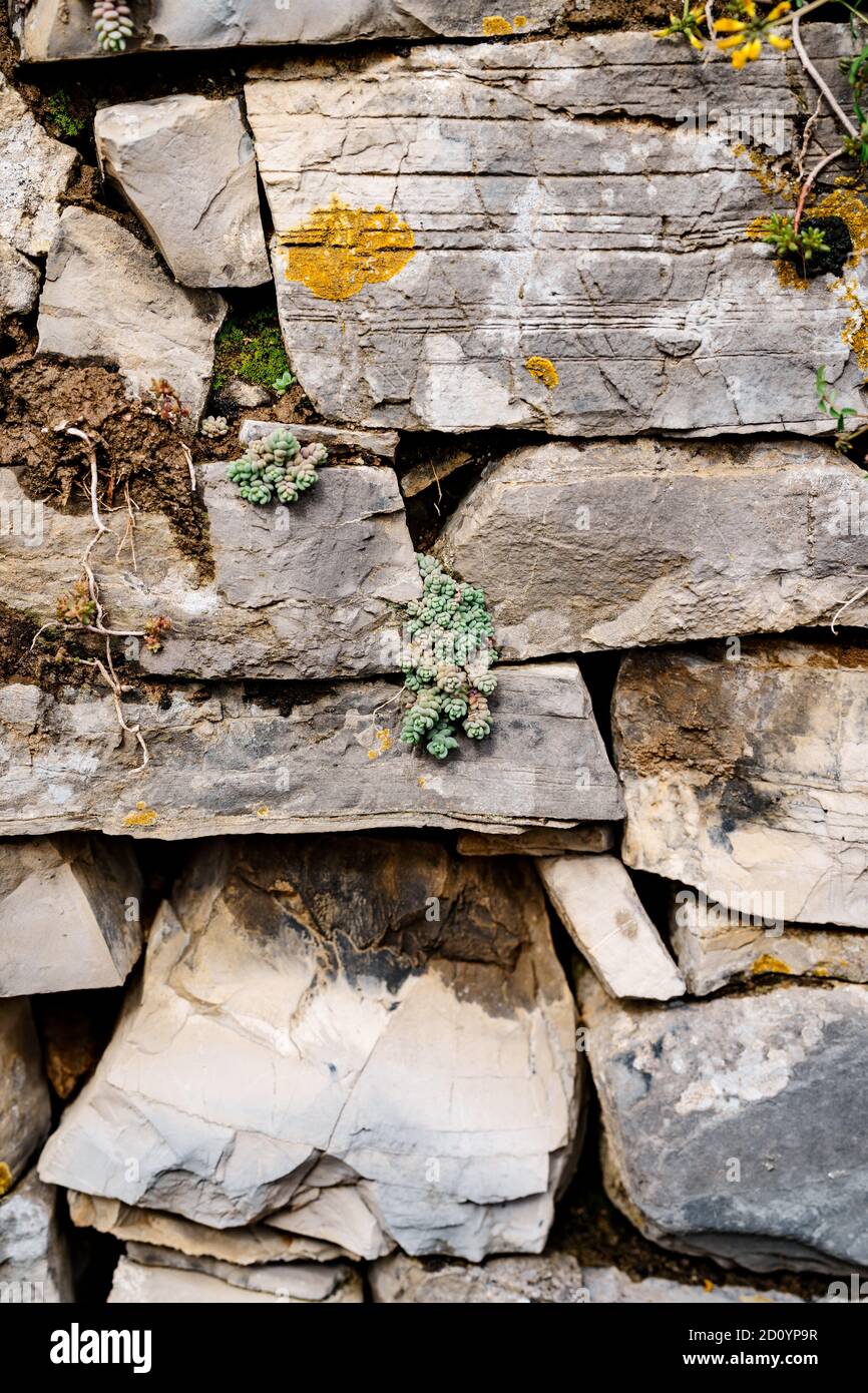 The wild Sedum succulent grows in a stone wall Stock Photo - Alamy