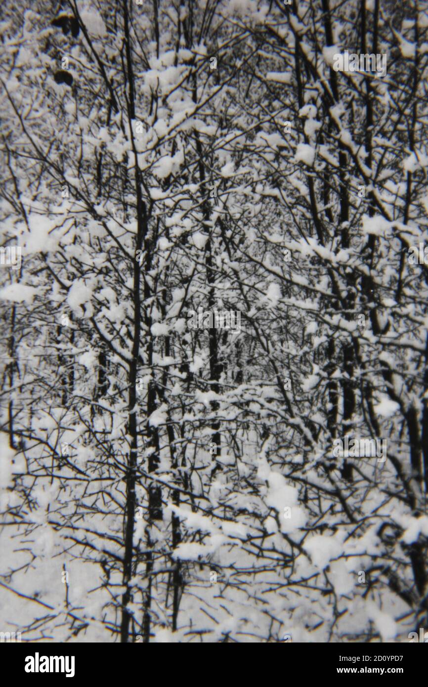 Fine 1970s vintage black and white photography of a wildwoods forest ...