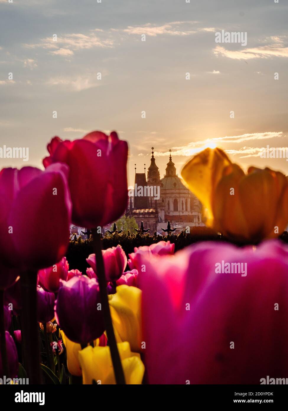 View on the St. Vitus Cathedral in Prague's Castle through the tulips ...