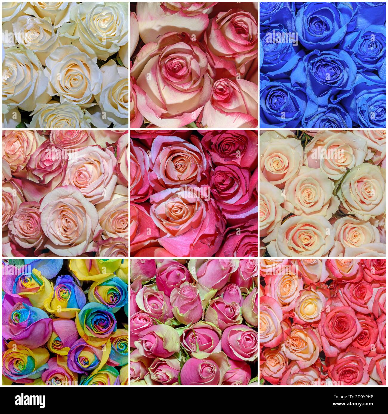 Beautiful collage of flowers. Close up Stock Photo - Alamy