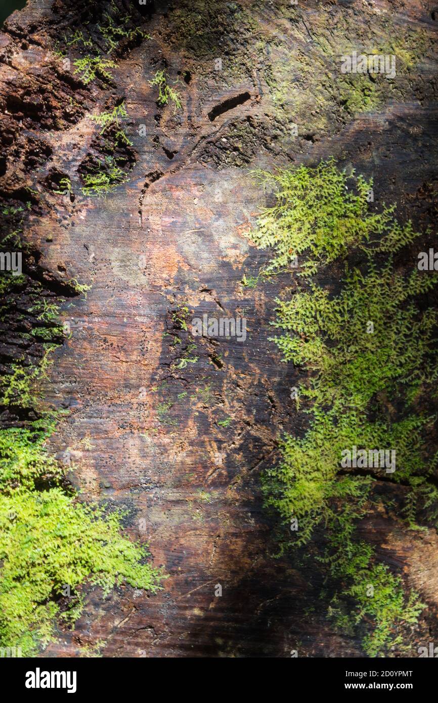 bark texture with moss on a tree in the jungle Stock Photo - Alamy