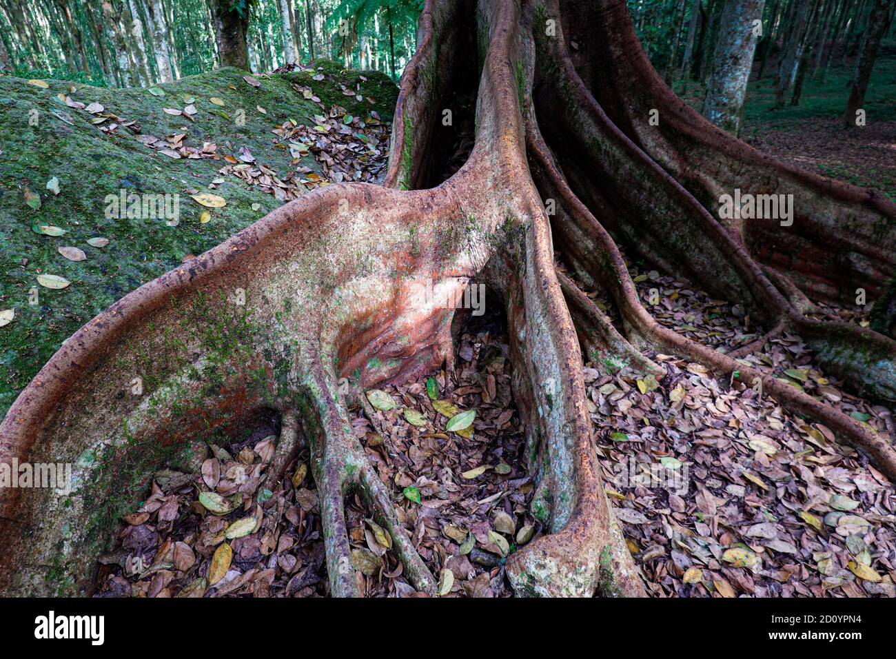 big root of banyan tree in green park Stock Photo - Alamy