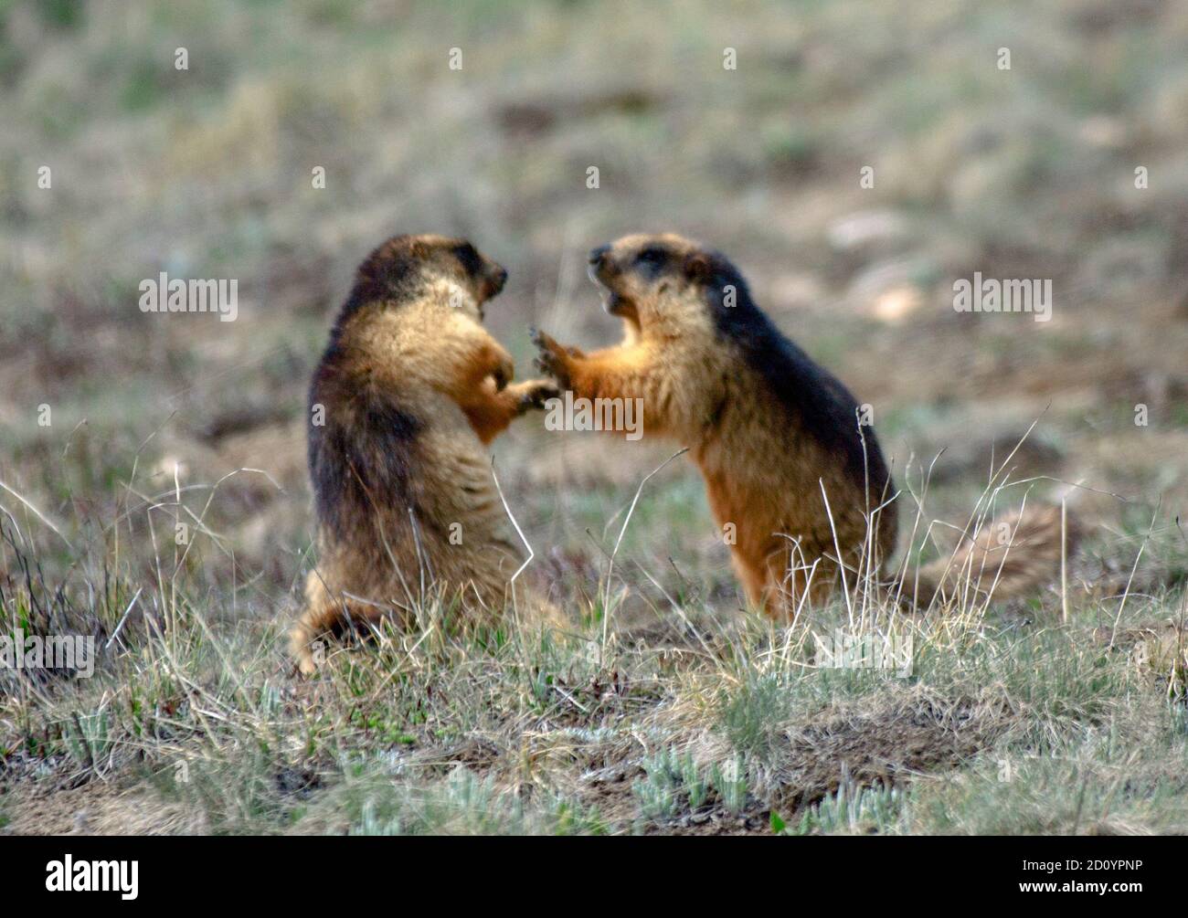 The long-tailed marmot (Marmota caudata) or golden marmot is a marmot ...