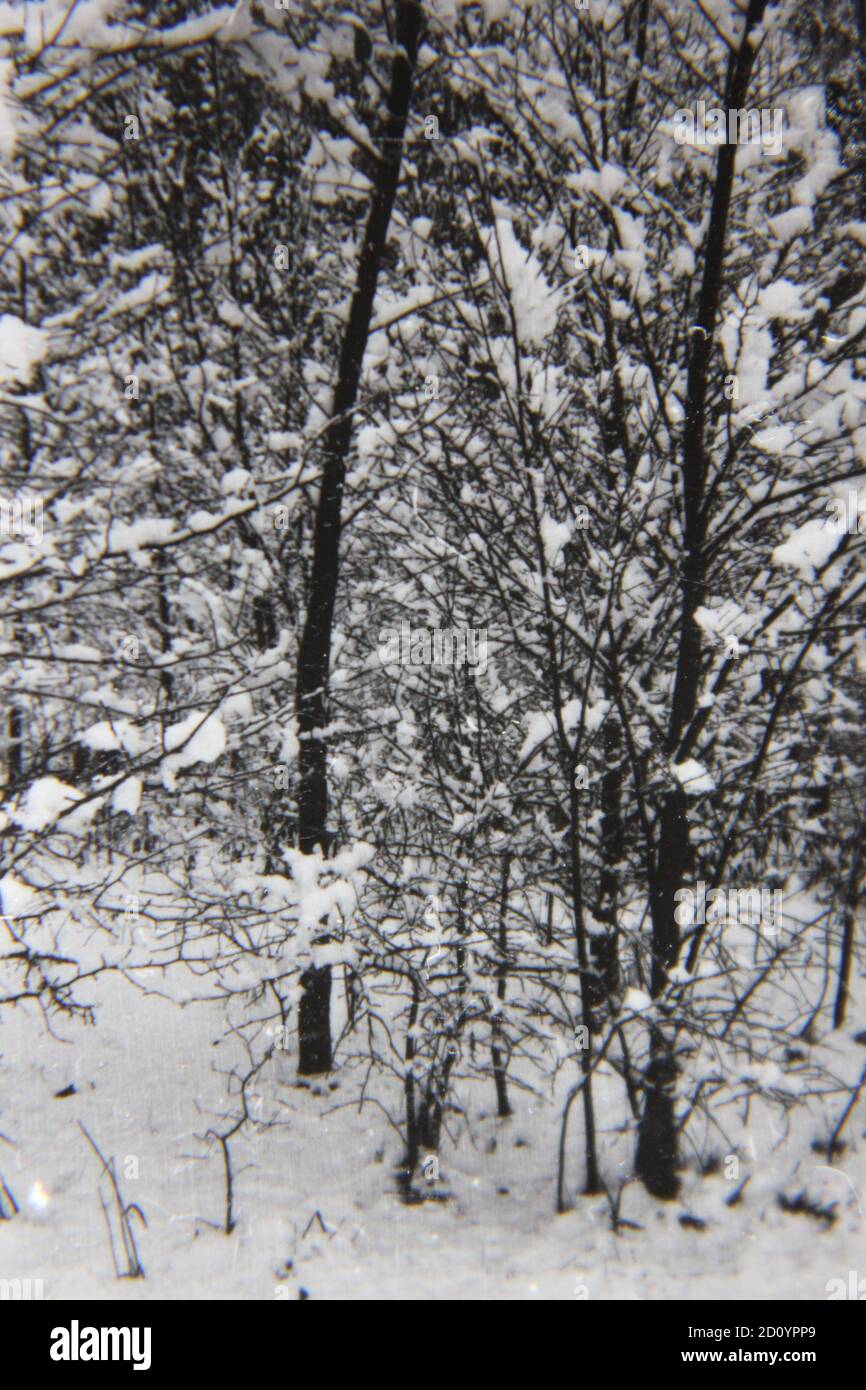 Fine 1970s vintage black and white photography of a wildwoods forest ...