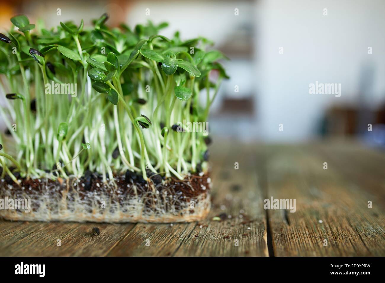 Microgreens sunflower on wooden background, Vegan micro sunflower ...