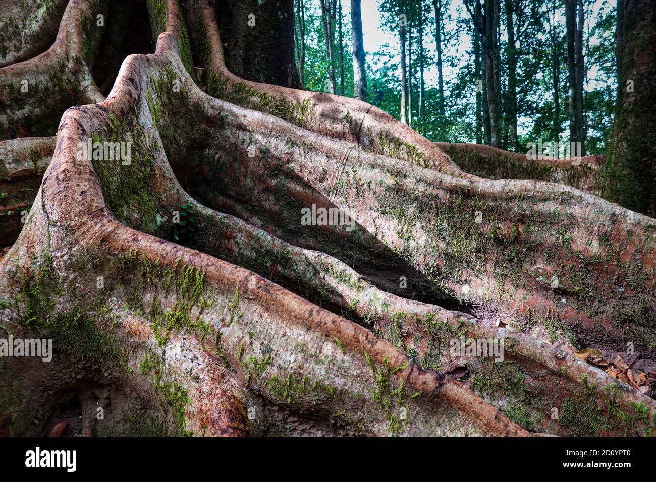 big root of banyan tree in green park Stock Photo - Alamy