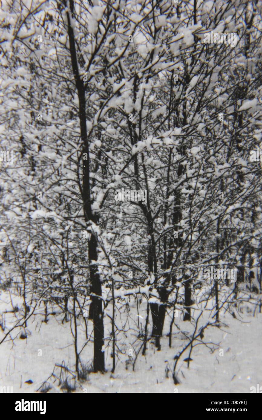 Fine 1970s vintage black and white photography of a wildwoods forest ...