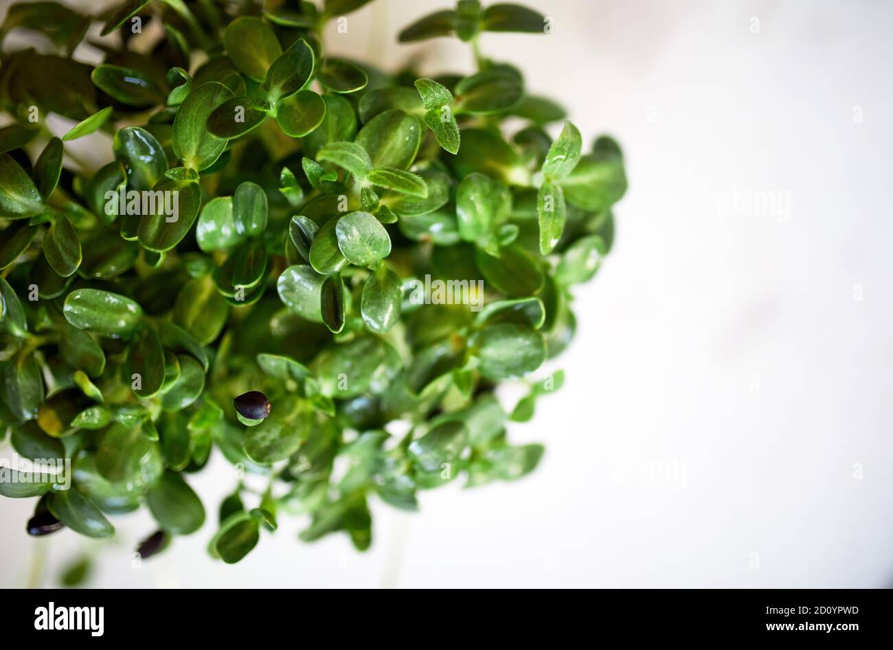 Top view Microgreens sunflower on white background, Vegan micro ...