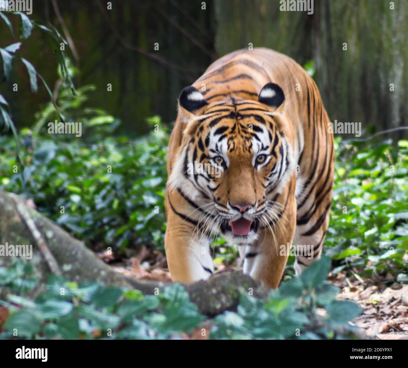 Angry tiger hi-res stock photography and images - Alamy