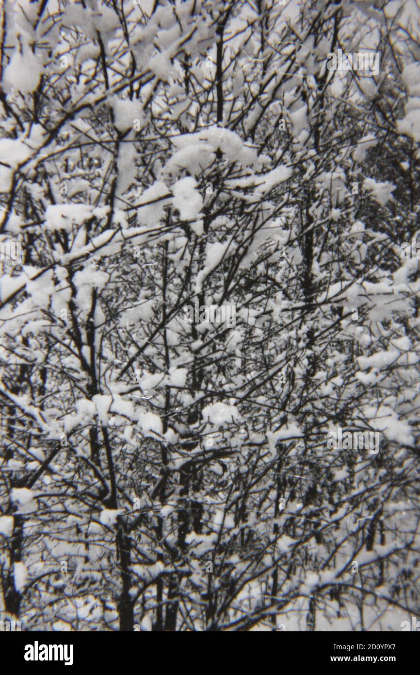 Fine 1970s vintage black and white photography of a wildwoods forest ...