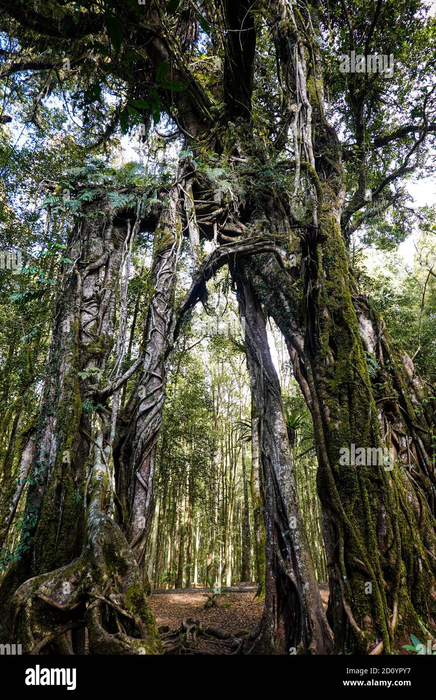 big root of banyan tree in green park Stock Photo - Alamy