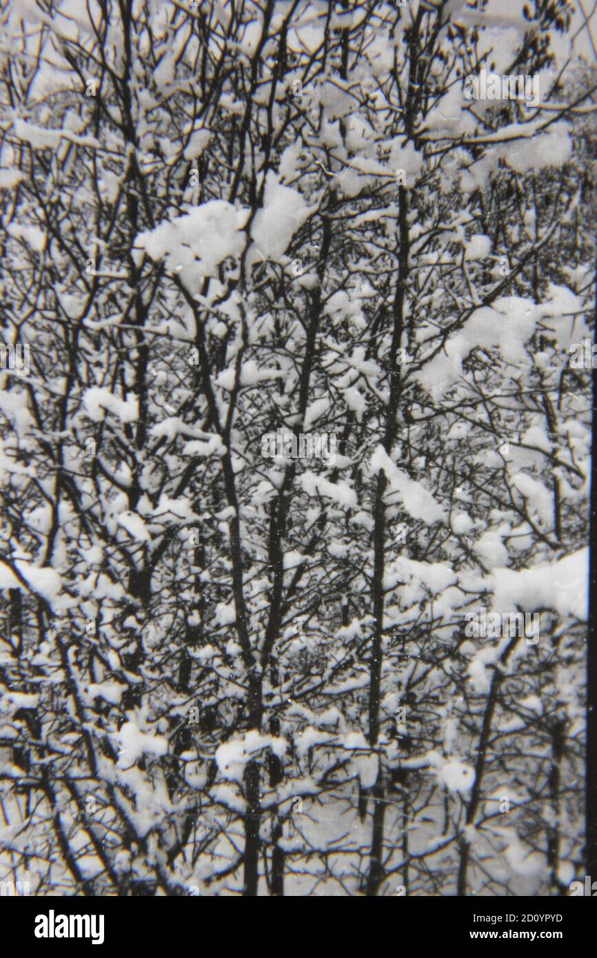 Fine 1970s vintage black and white photography of a wildwoods forest ...