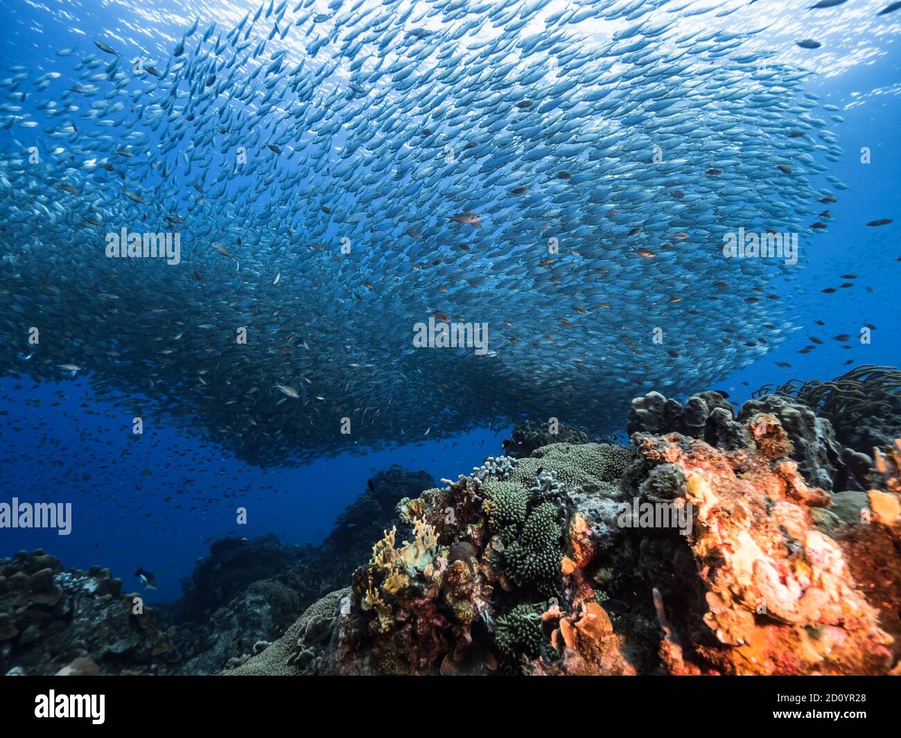 Bait ball / school of fish in turquoise water of coral reef in ...