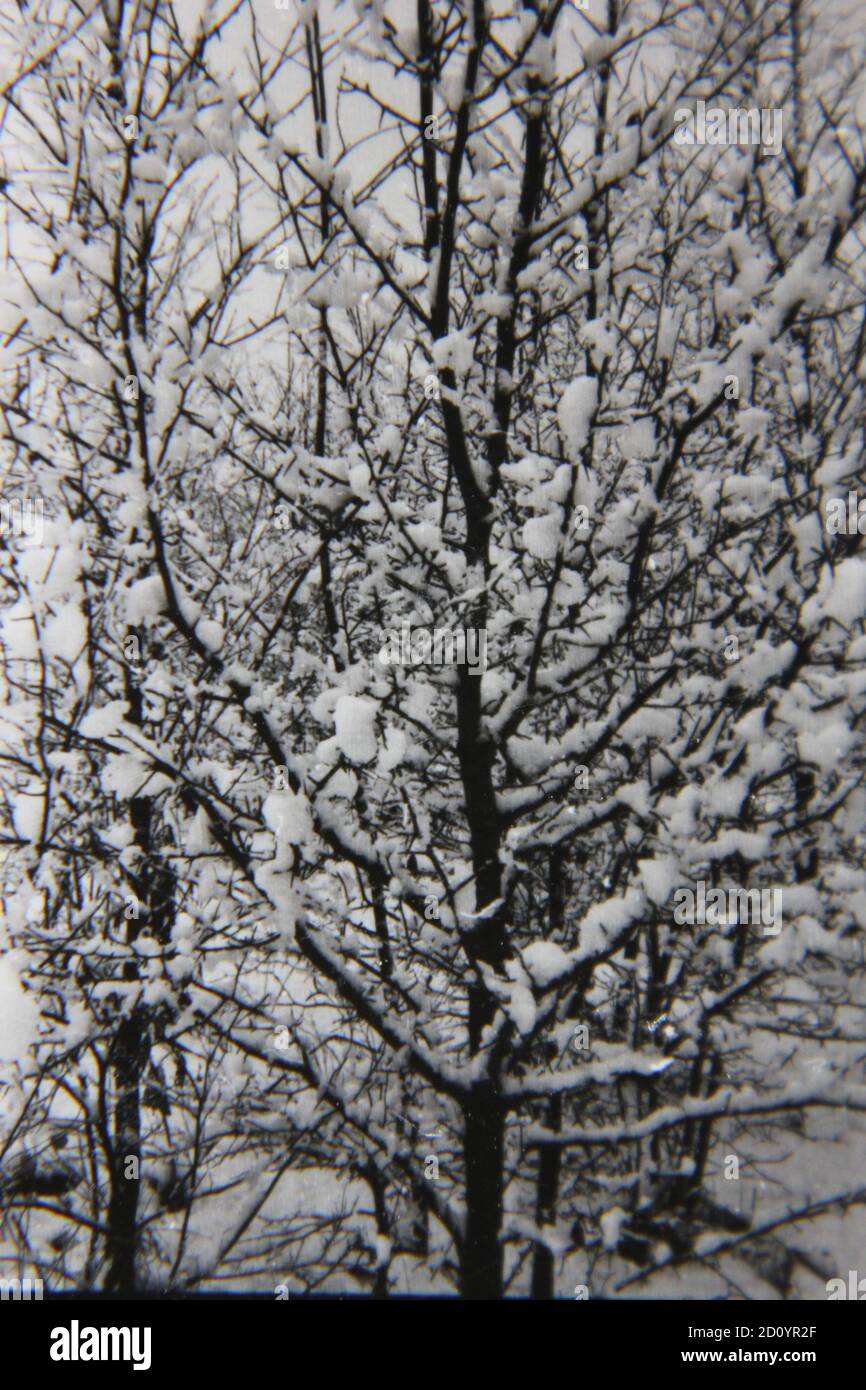 Fine 1970s vintage black and white photography of a wildwoods forest ...
