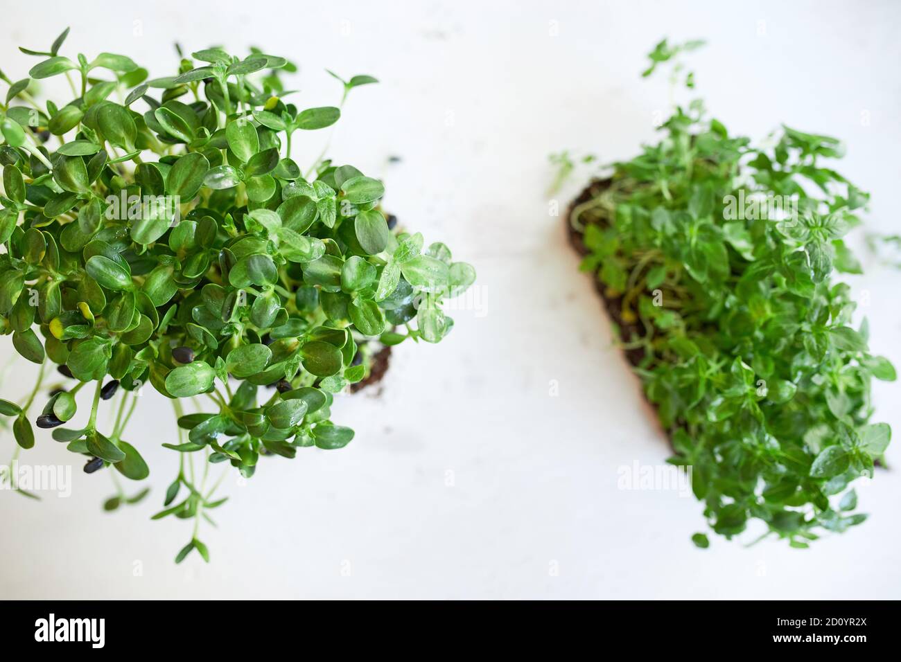Microgreens sunflower and basil on white background, Vegan micro ...