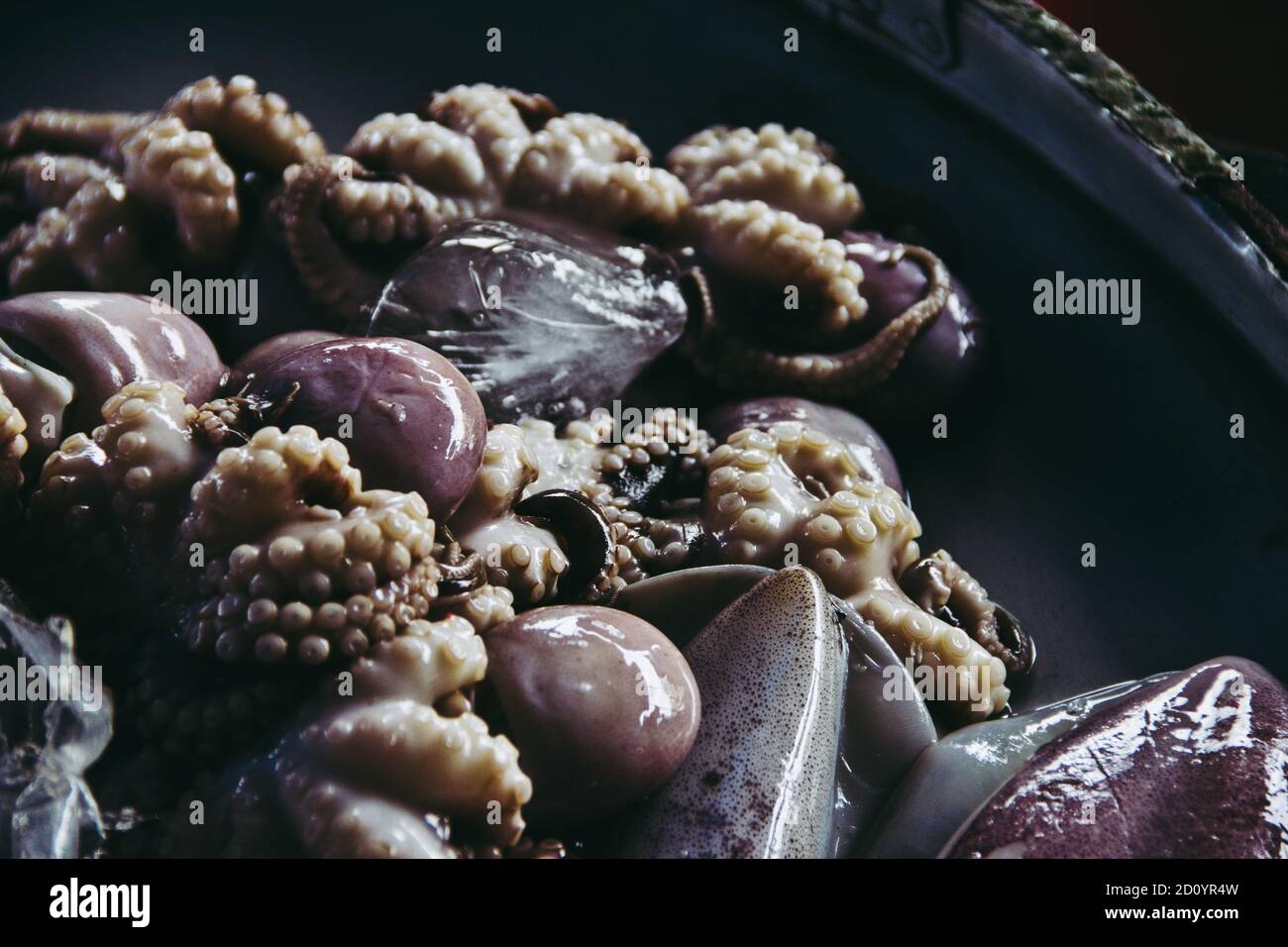 Closeup of purple squid with clear tentacles and suction cups Stock ...
