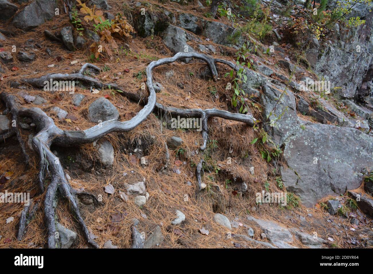 Tree root on sandy soil hi-res stock photography and images - Alamy