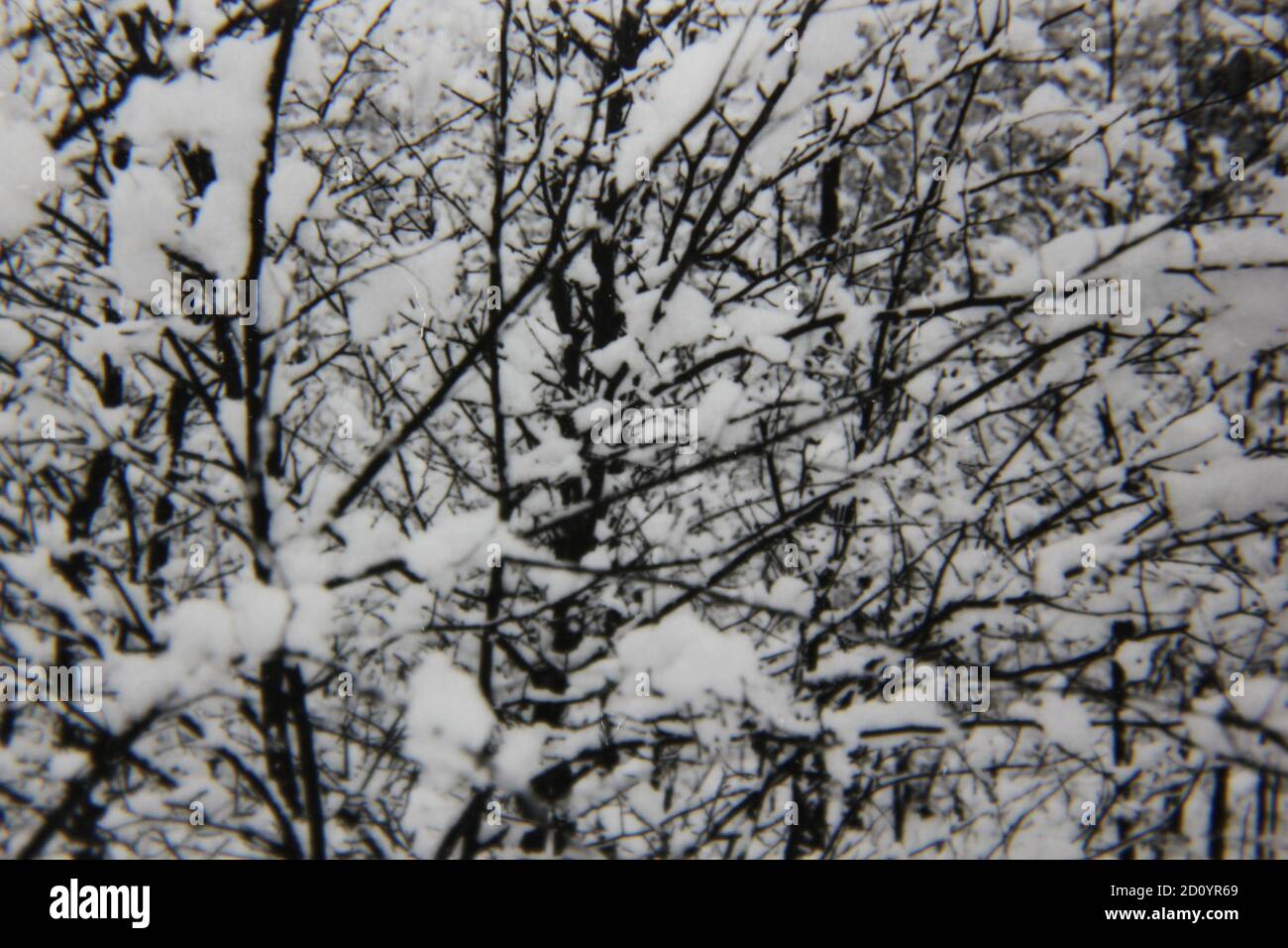 Fine 1970s vintage black and white photography of a wildwoods forest ...