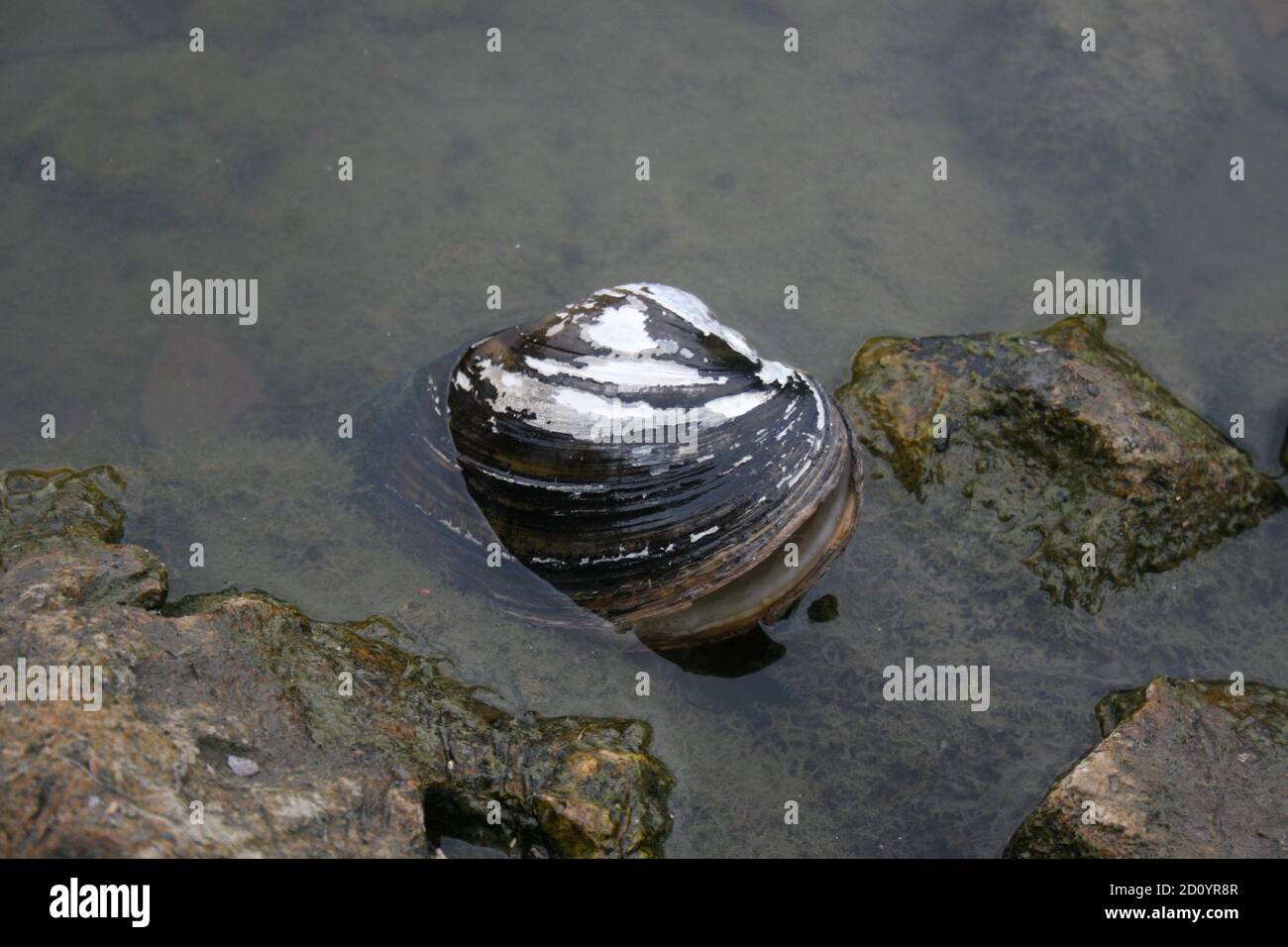 Large Mussel in Forest Park-St. Louis water feature and canals Stock ...