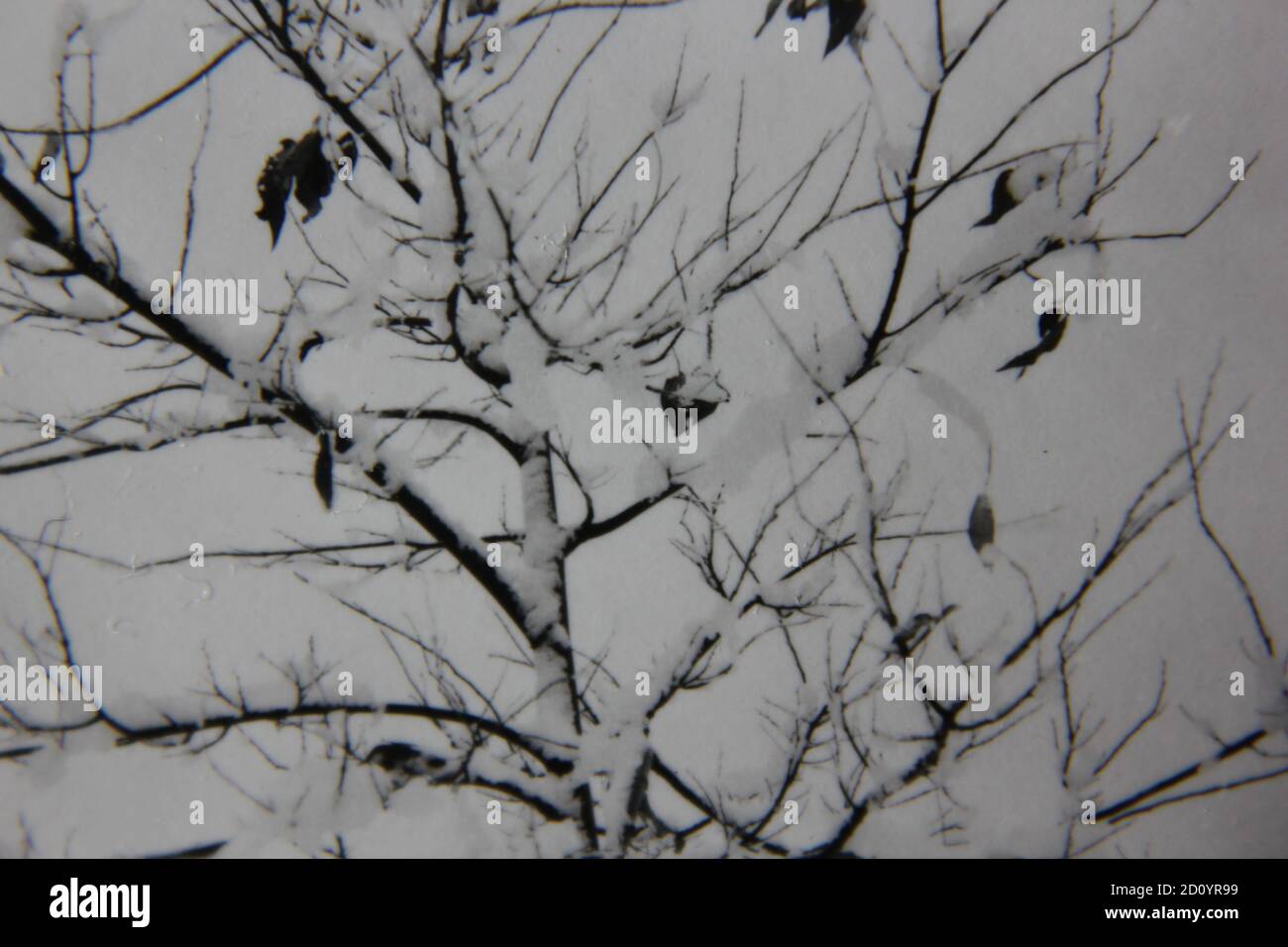 Fine 1970s vintage black and white photography of a wildwoods forest ...