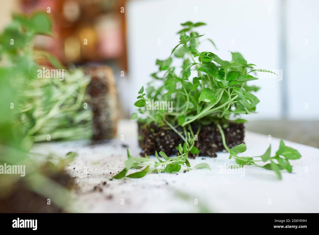 Microgreens basil on white background, Vegan micro sunflower greens ...