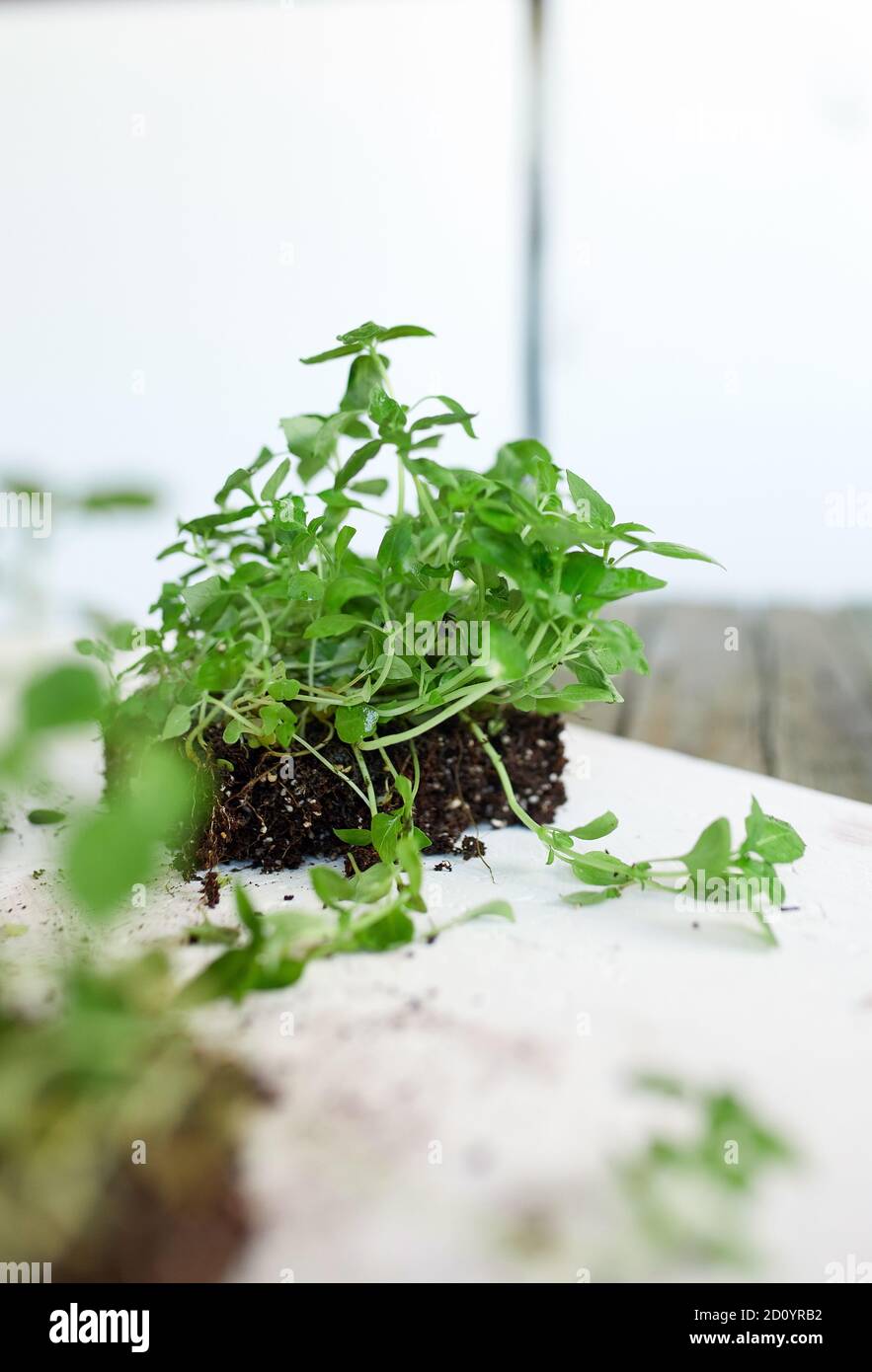 Microgreens basil on white background, Vegan micro sunflower greens ...