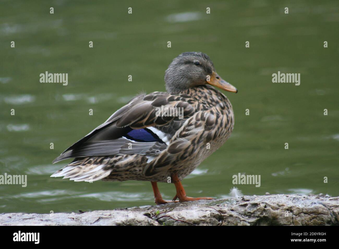 Duck's in Forest Park-St. Louis, Missouri, USA Stock Photo - Alamy