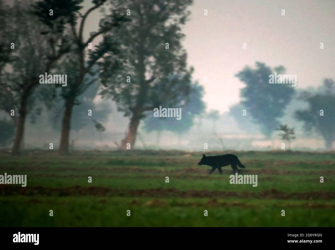 The Indian wolf is a subspecies of grey wolf that ranges from Southwest ...