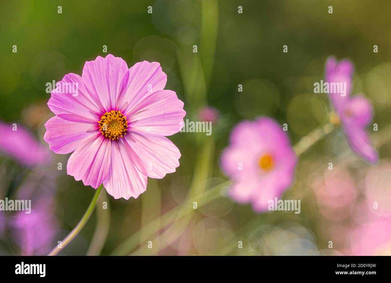 Pink cosmos flower hi-res stock photography and images - Alamy