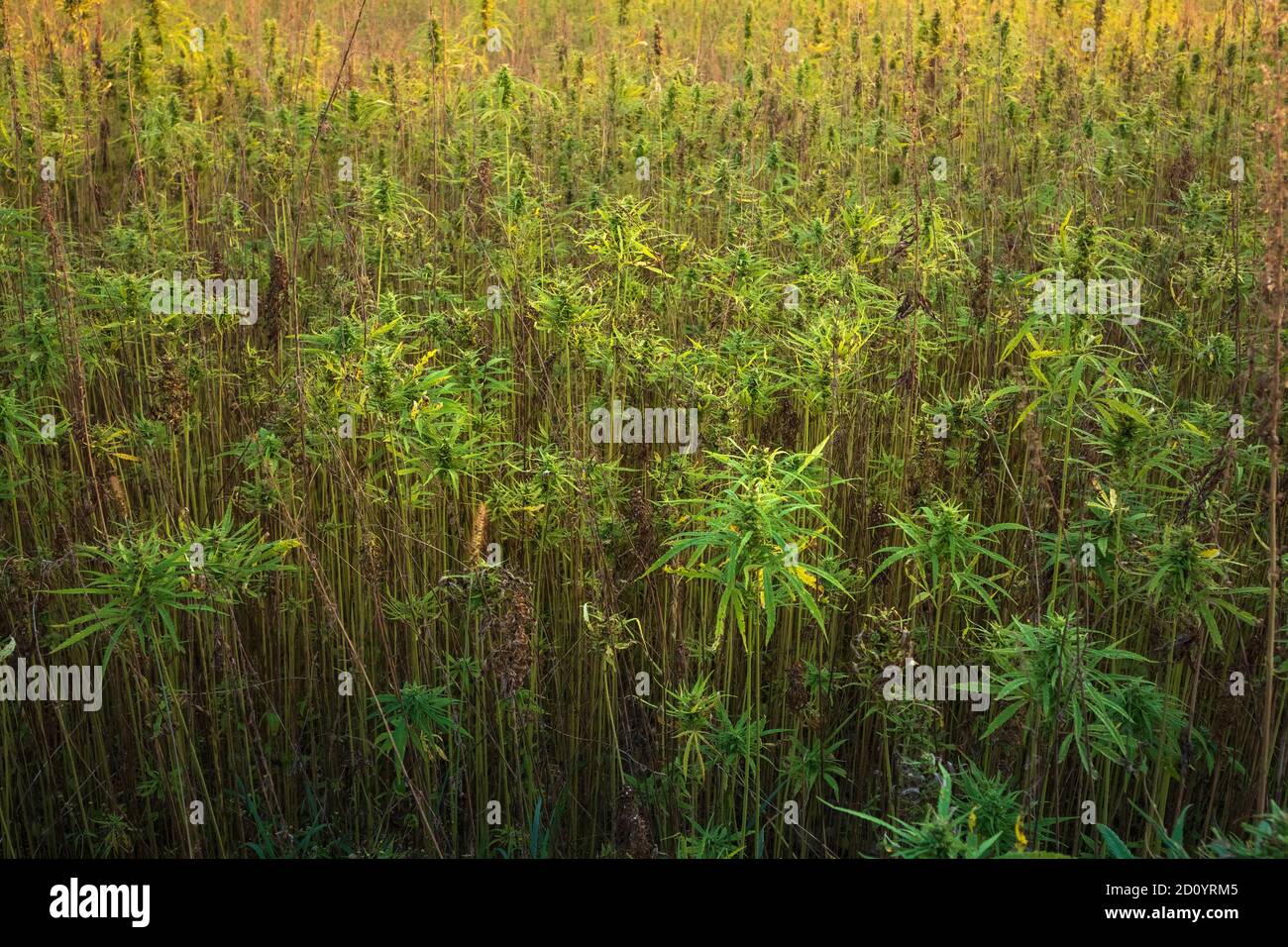 Cannabis plants on field. Industrial Hemp farm. Medical marijuana Stock ...