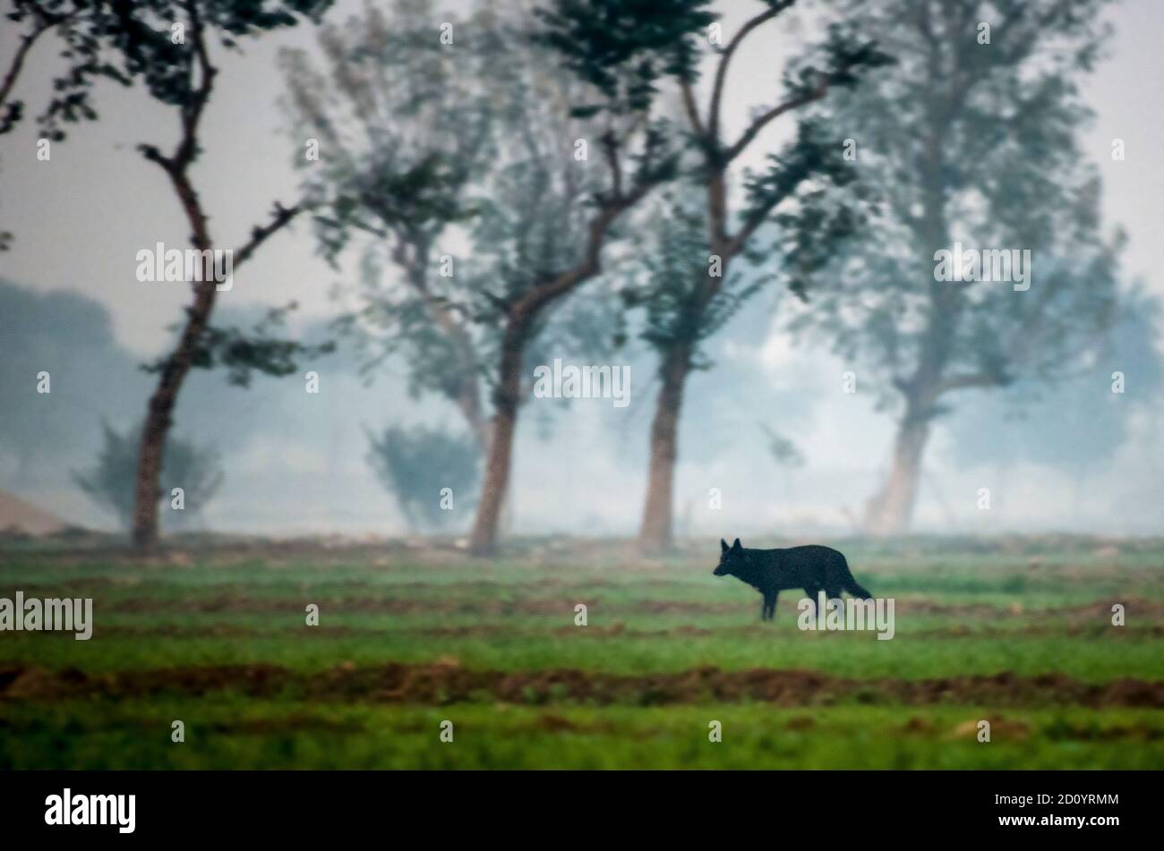 The Indian wolf is a subspecies of grey wolf that ranges from Southwest ...