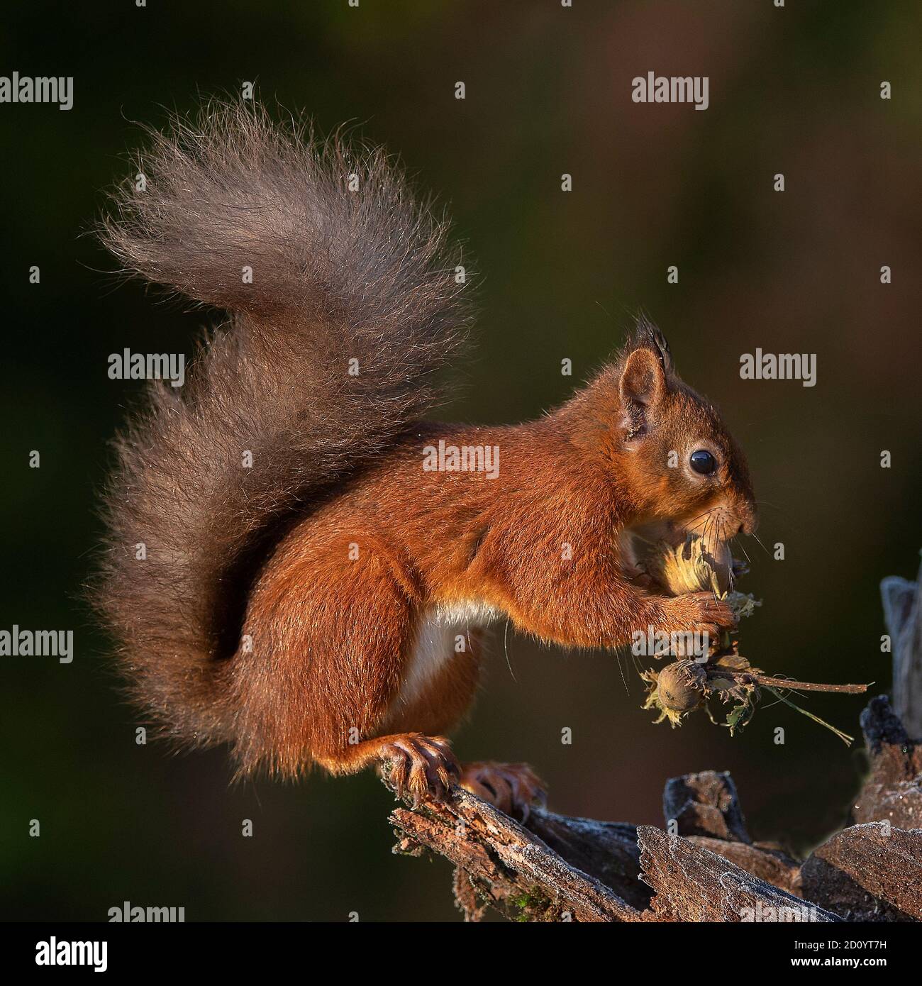 Red squirrel Sciurus vulgaris Stock Photo - Alamy