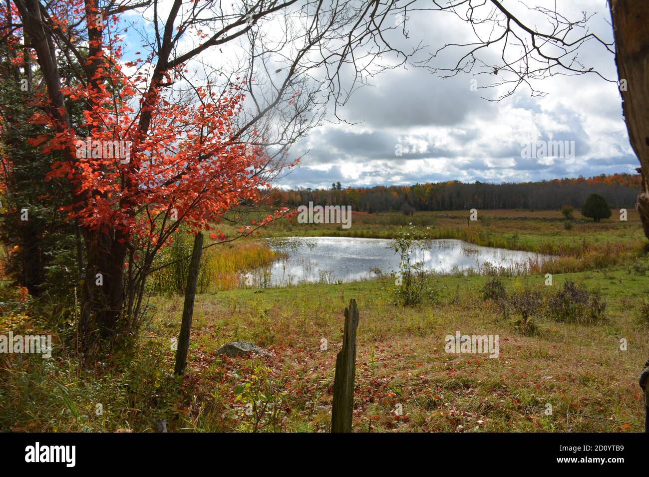 Fall colours in trees on rural farm in Northern Ontario Stock Photo - Alamy