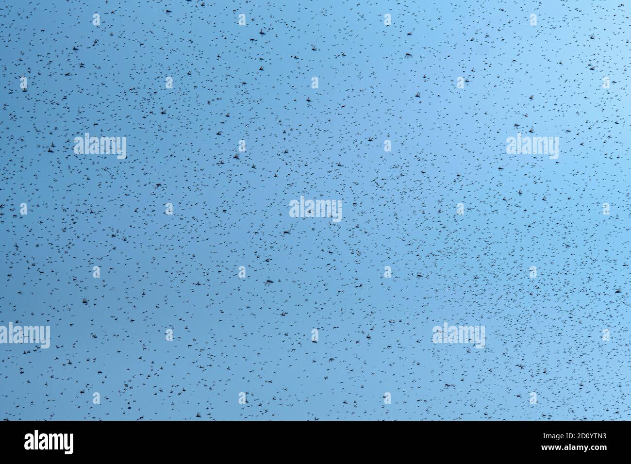 Flying Grasshopper High Resolution Stock Photography and Images - Alamy