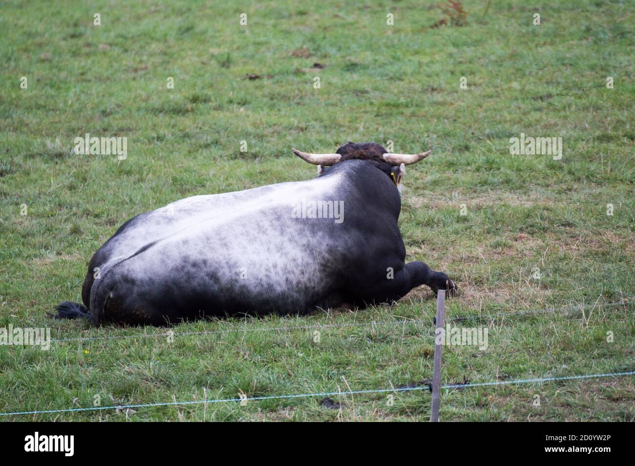 big grey bull lying on meadow Stock Photo - Alamy