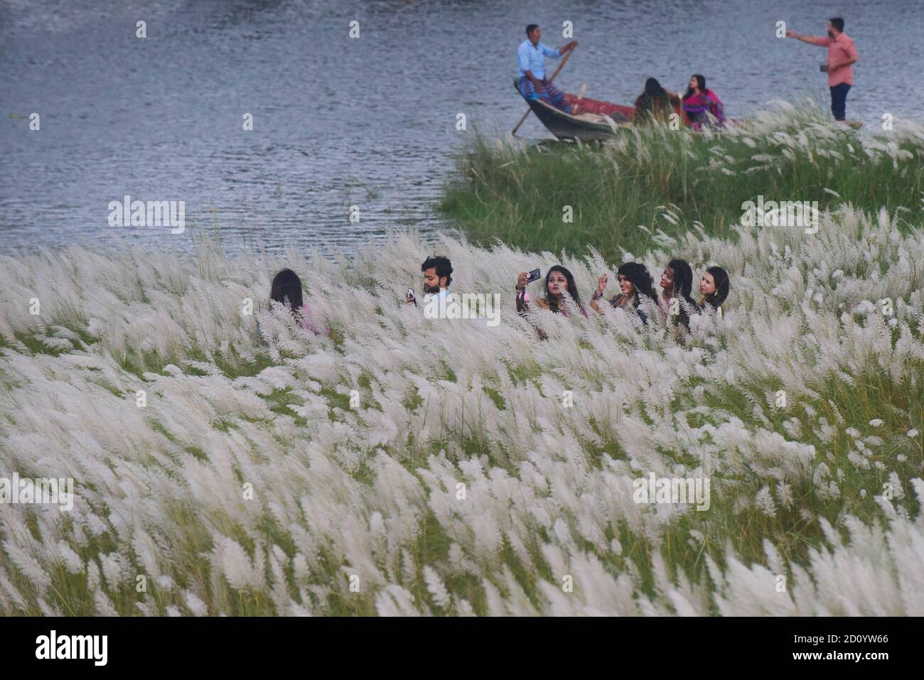 catkin flower in Bangladesh Stock Photo - Alamy