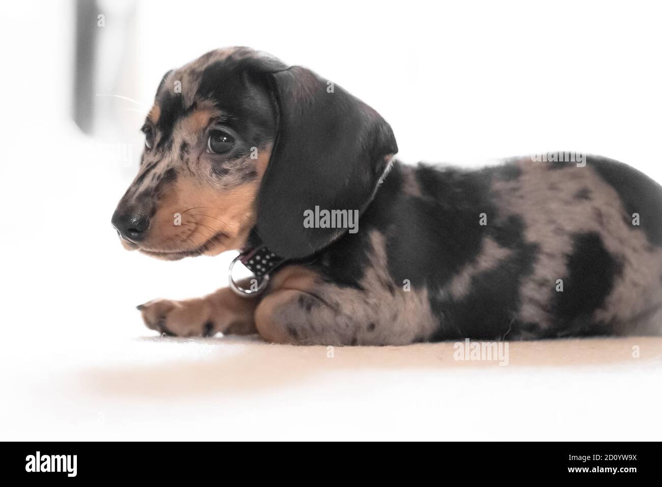 Shallow focus of a very young Dachshund puppy seen at a very early ...