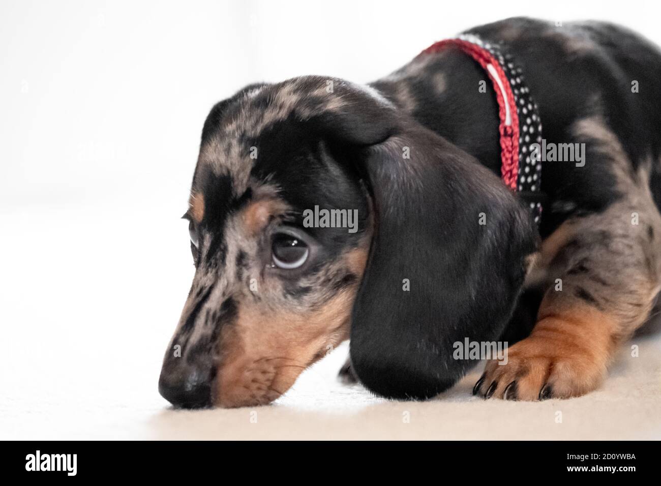 Shallow focus of a very young Dachshund puppy seen at a very early ...