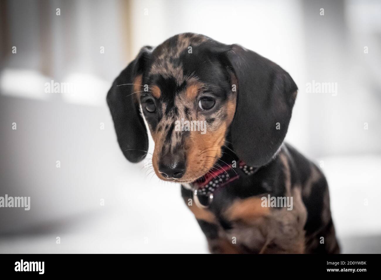Shallow focus of a very young Dachshund puppy seen at a very early ...