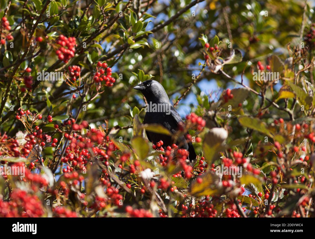 Jackdaw preening hi-res stock photography and images - Alamy