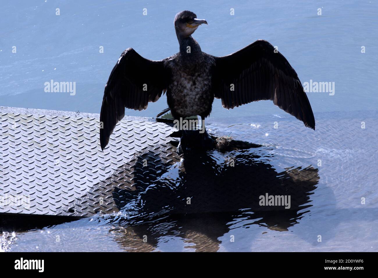 A juvenile Cormorant dries out in the sunshine. Diving in the cool ...