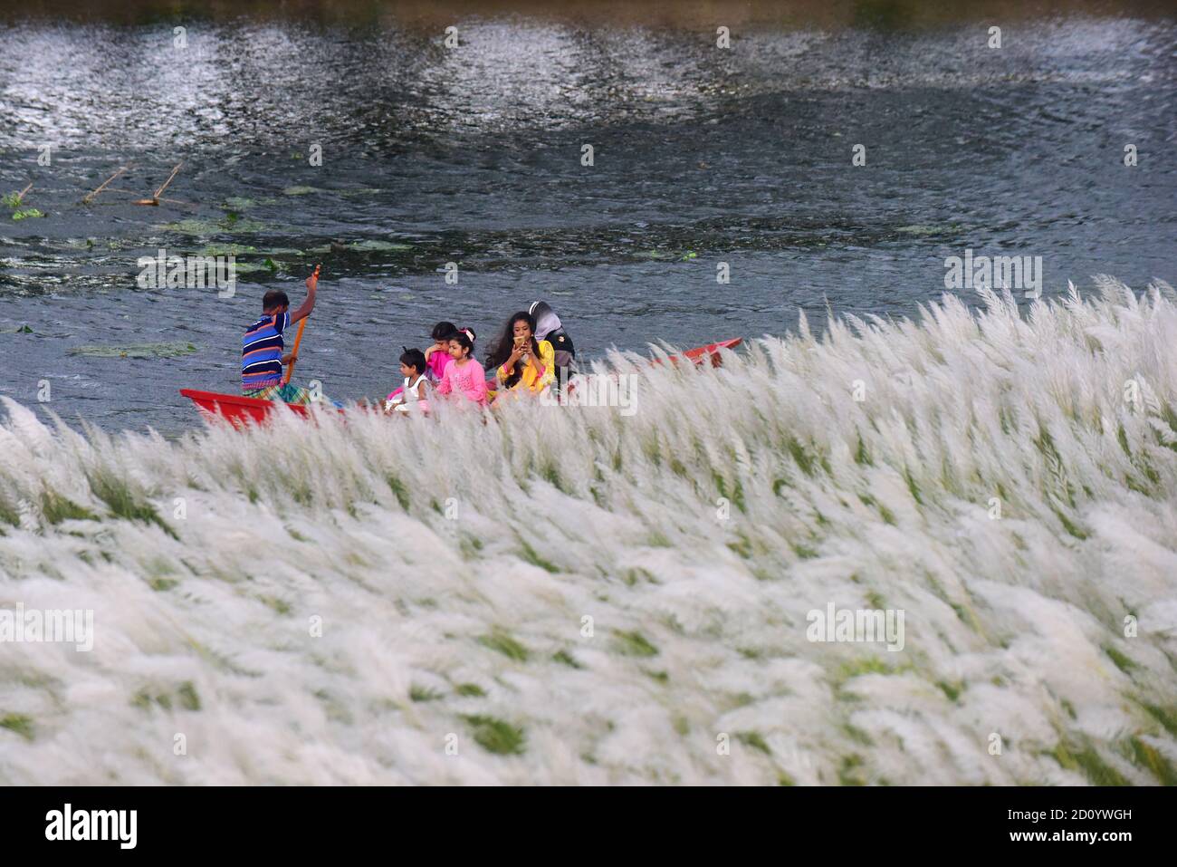 catkin flower in Bangladesh Stock Photo - Alamy