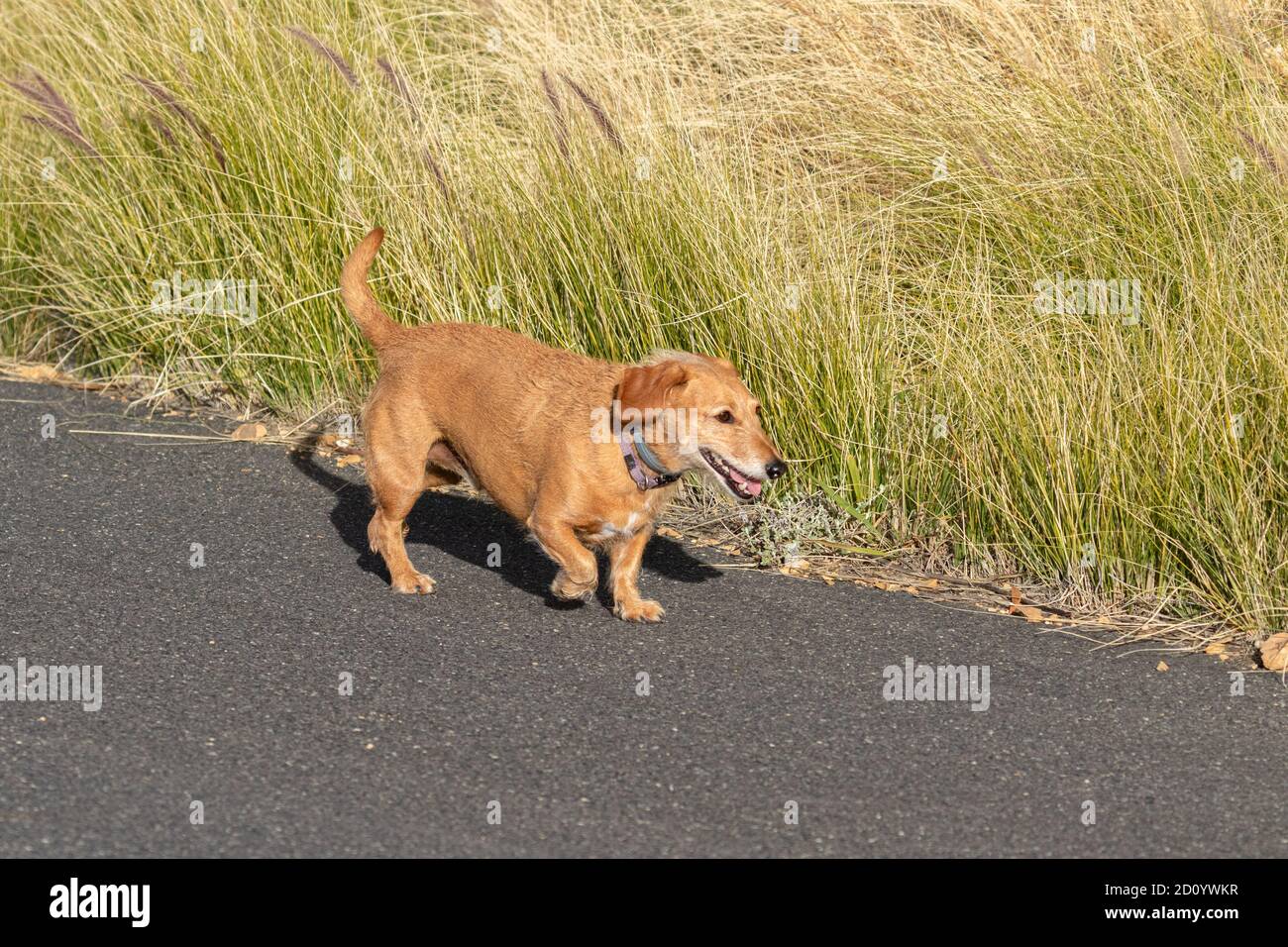 Dog running on the road Stock Photo - Alamy