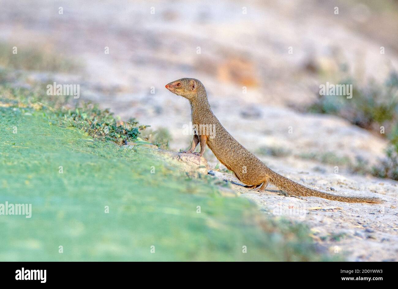 The Indian grey mongoose is a mongoose species native to the Indian ...
