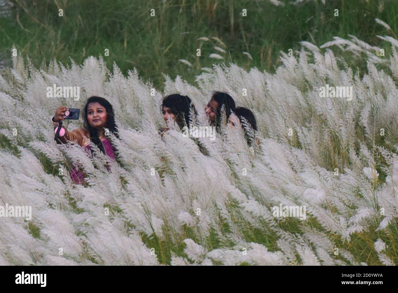 catkin flower in Bangladesh Stock Photo - Alamy