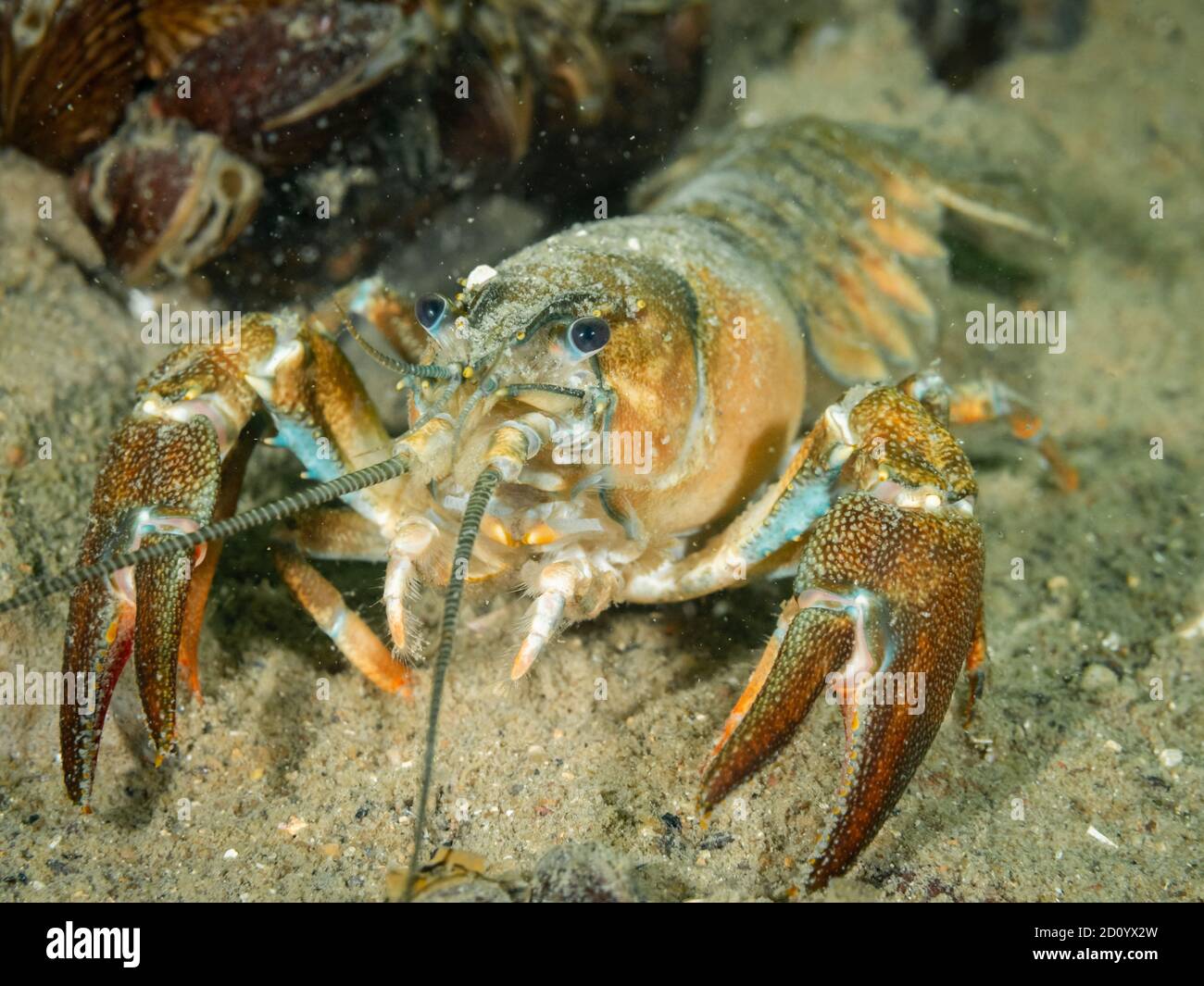 Crayfish, underwater photo. Invasive species in Hancza Lake. Macro shot, selective focus Stock ...