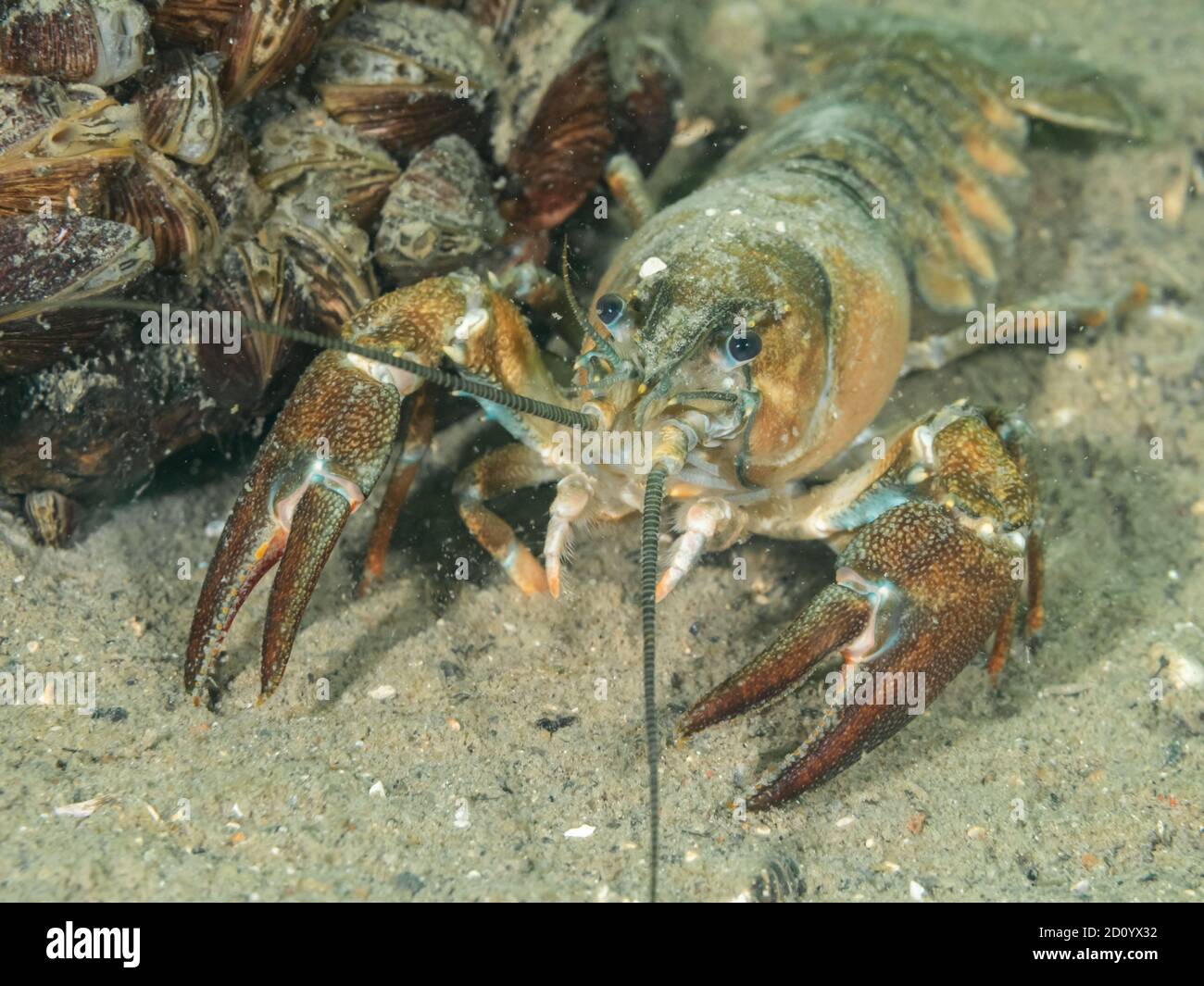 Live Crawfish Underwater