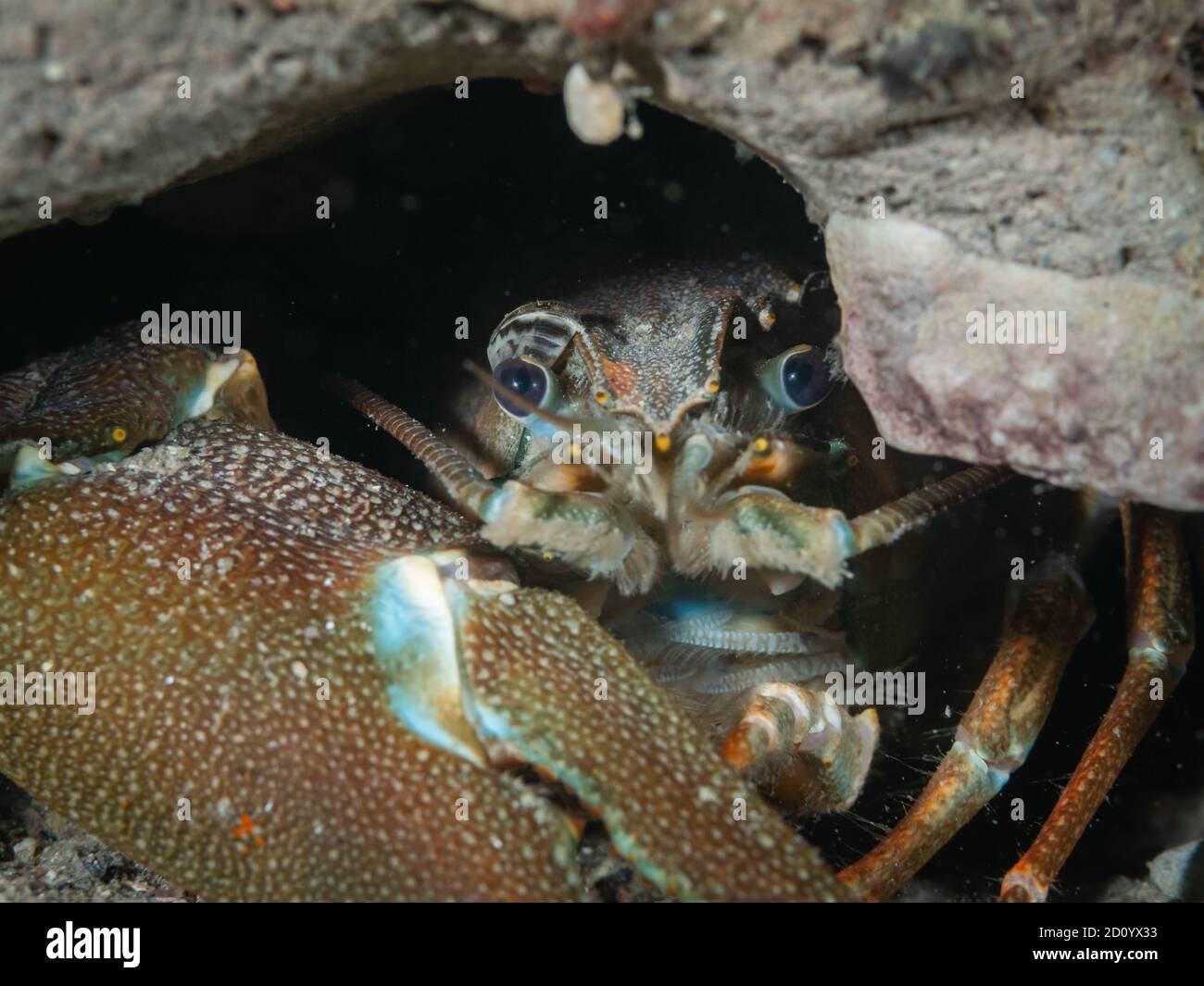 Eye Of Crayfish High Resolution Stock Photography and Images - Alamy