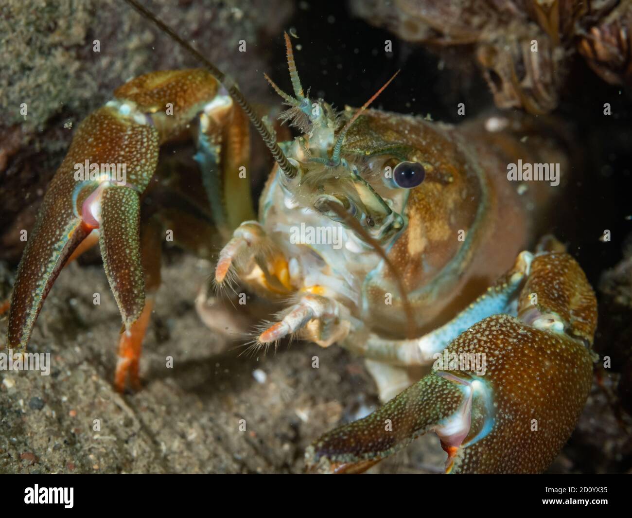 Eye Of Crayfish High Resolution Stock Photography and Images - Alamy